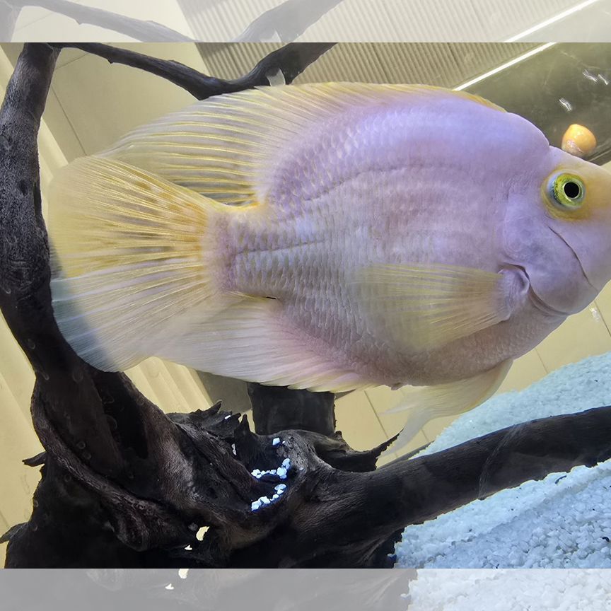 Попугай цихлида