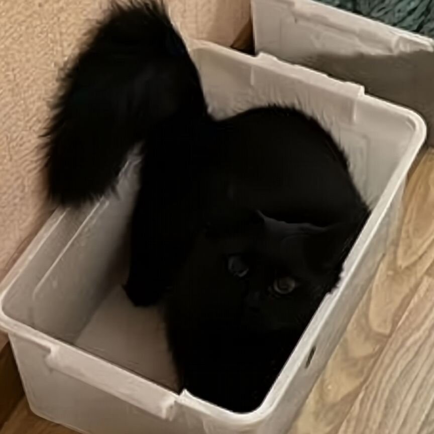 Сибирский кот, взрослый