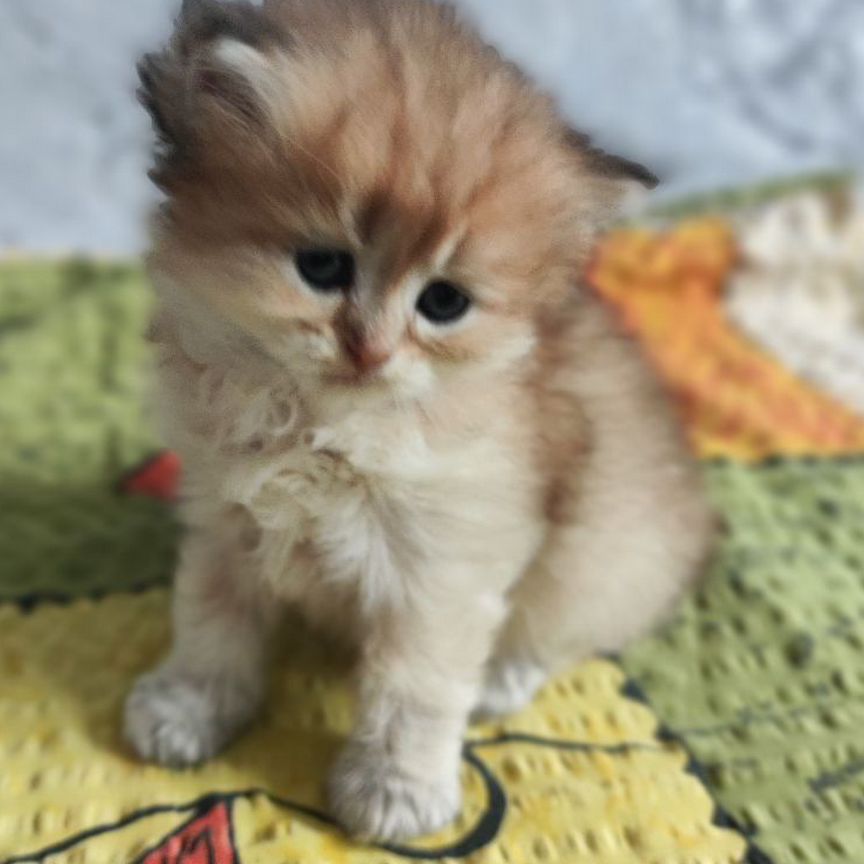 Британский длинношёрстный котёнок
