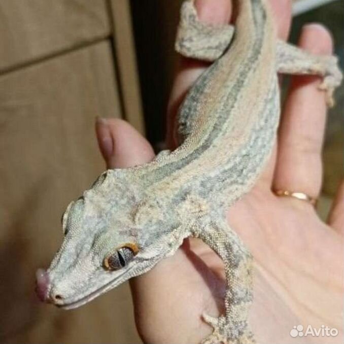 Ушастый бананоед