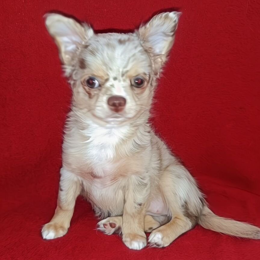 Чихуахуа, щенок