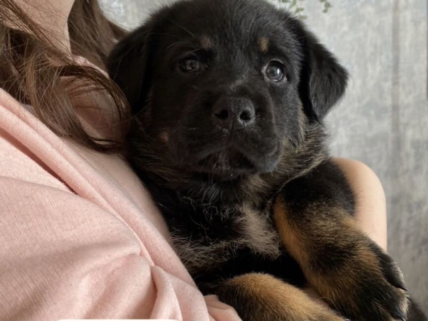 Щенки ротвейлера продажа