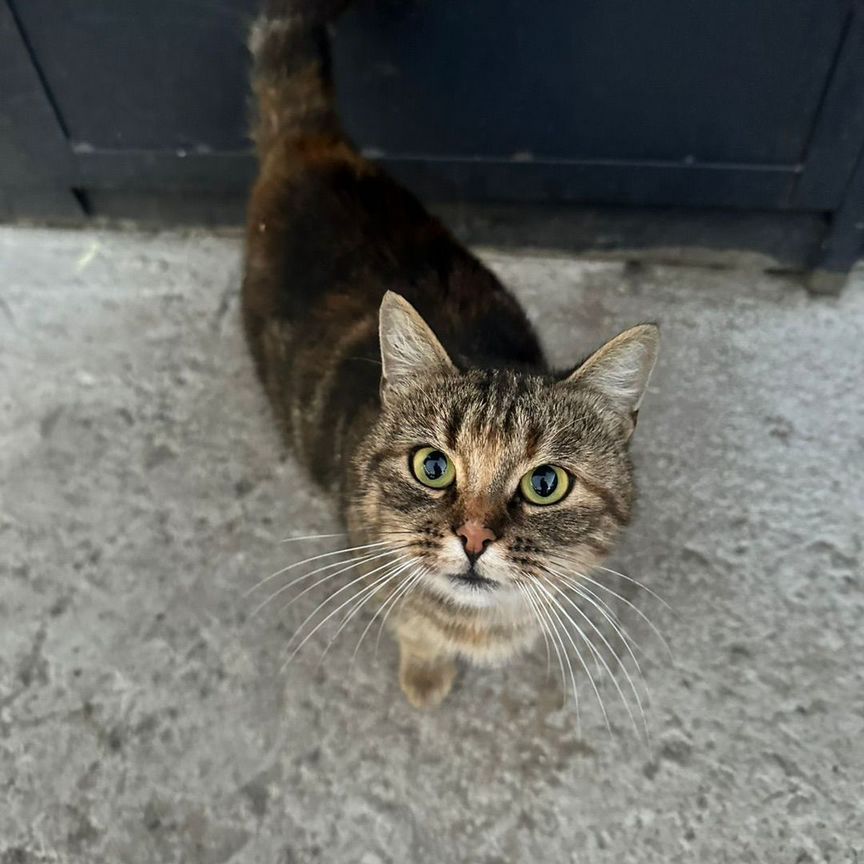 Кошка