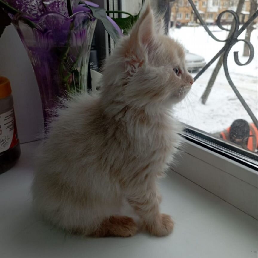 Котята мейн-кун