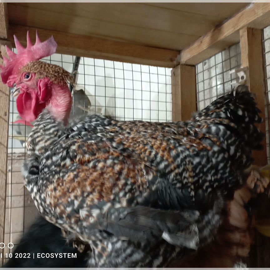 Голошейные петухи