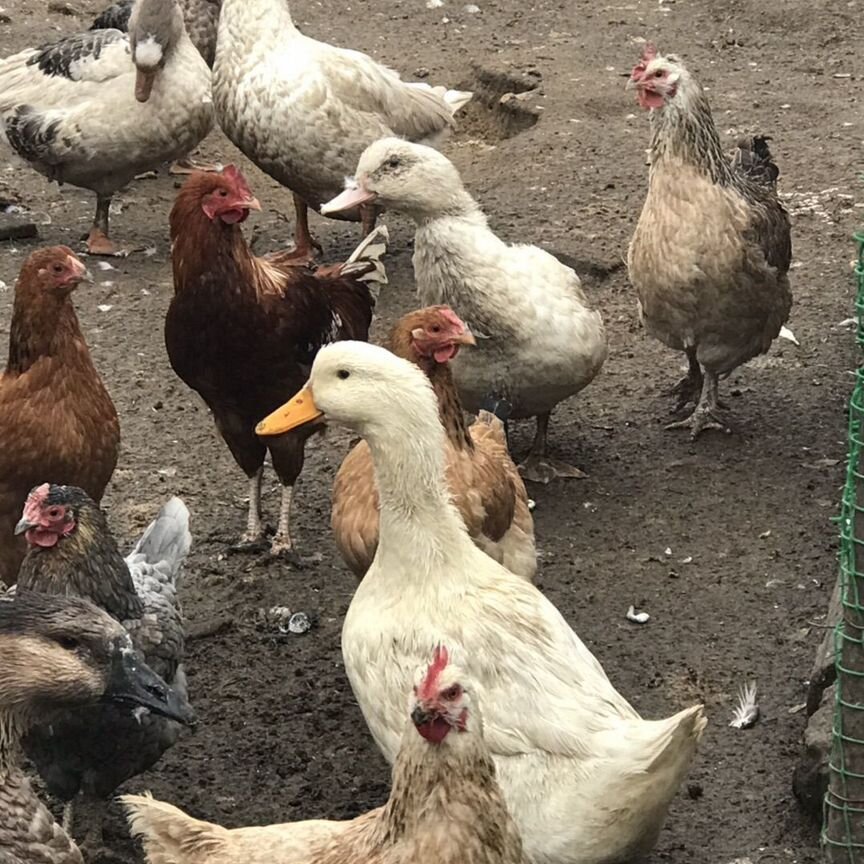 Домашние утки