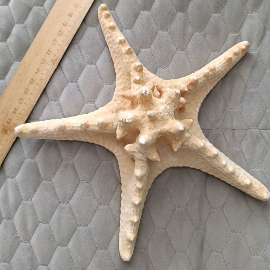 Большая морская звезда