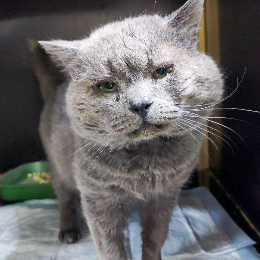 Кот Британец Федя
