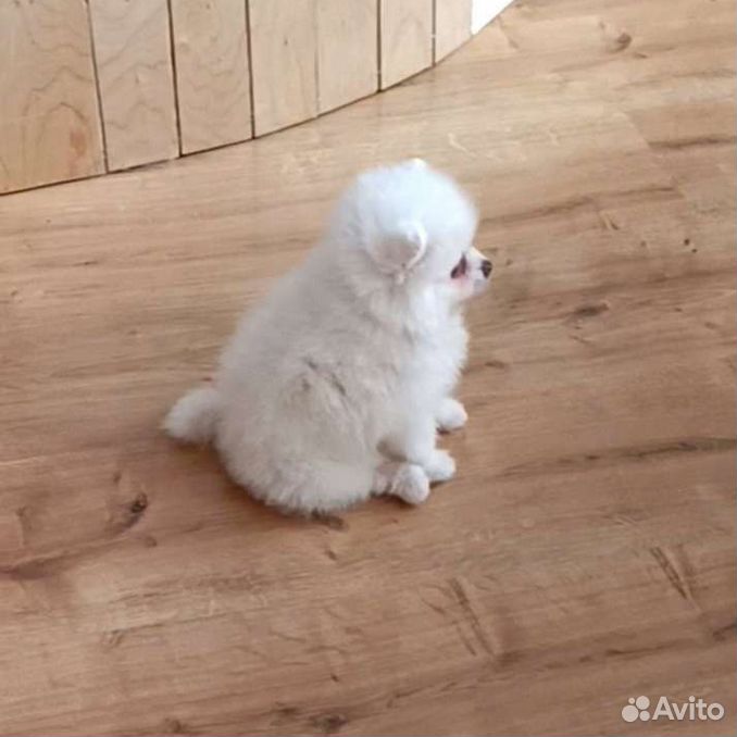 Белоснежка шпице померашка