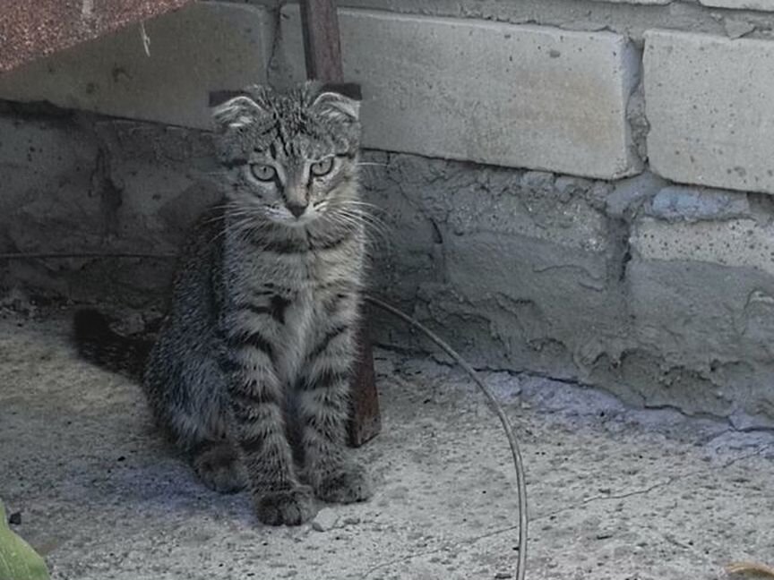 Котята вислоушки
