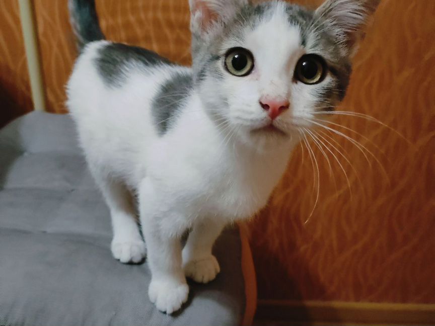 Кот
