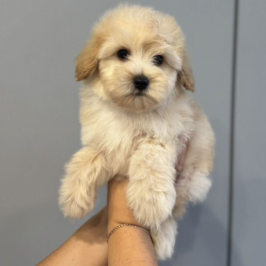 Мальтипу, щенок