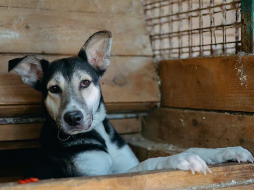 Прекрасный пес Гуффи из приюта ищет дом