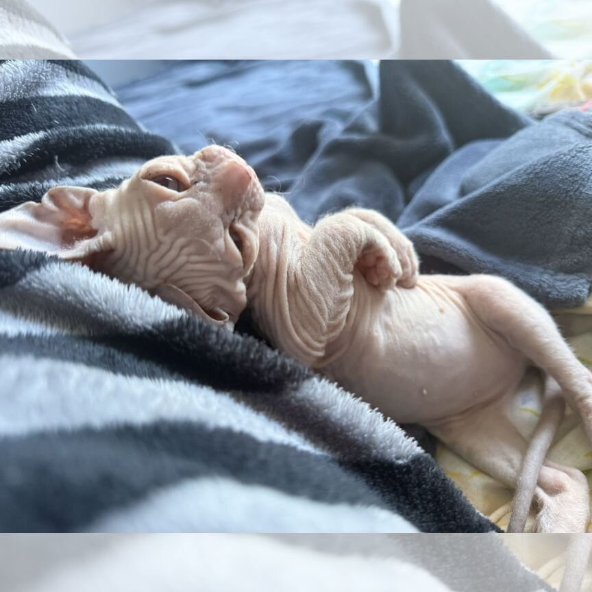 Донской сфинкс котёнок