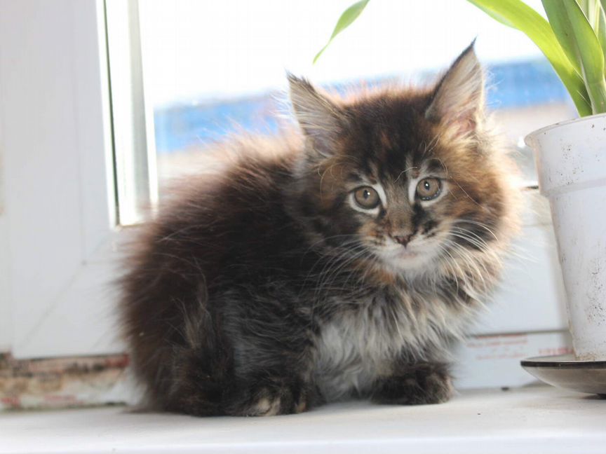 Кошечка мейн кун