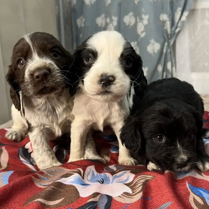 Русский охотничий спаниель, щенок