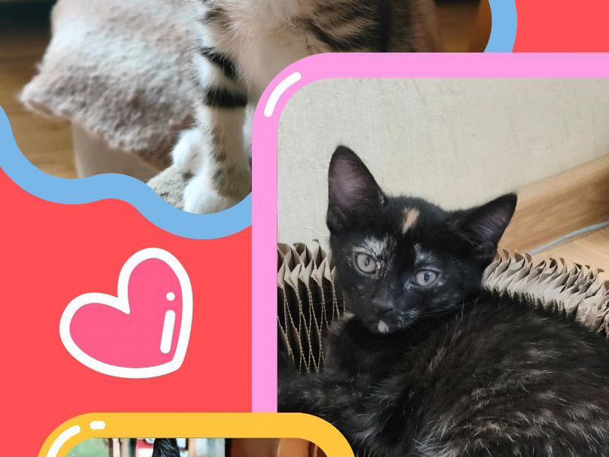 Котята в добрые руки