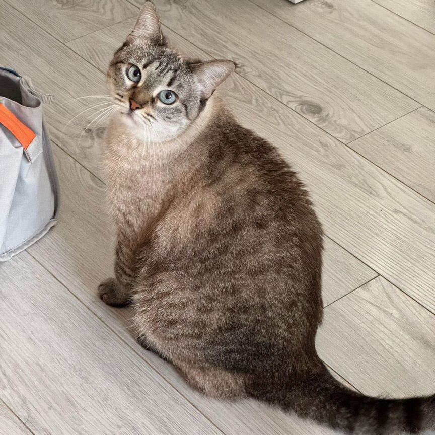 Кошка в хорошие руки
