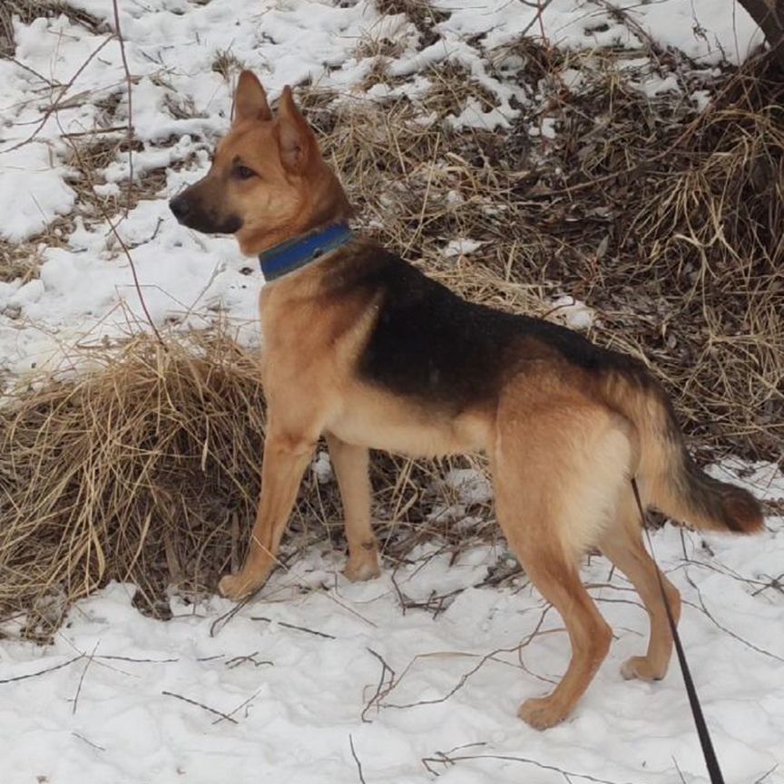 Собака 8 месяцев