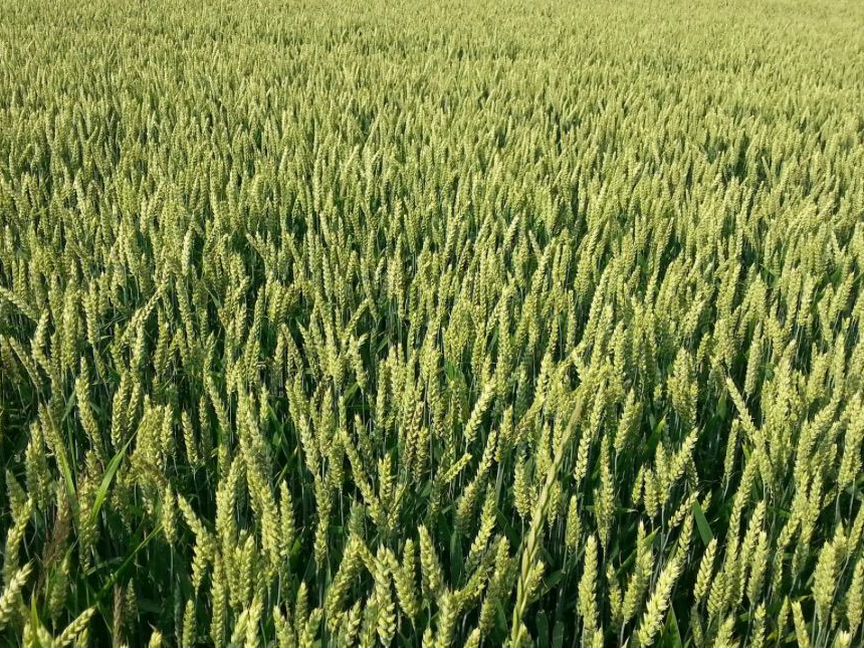 Зерно пшеница ячмень