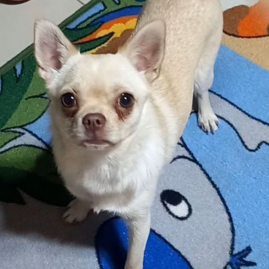 Щенки чихуахуа