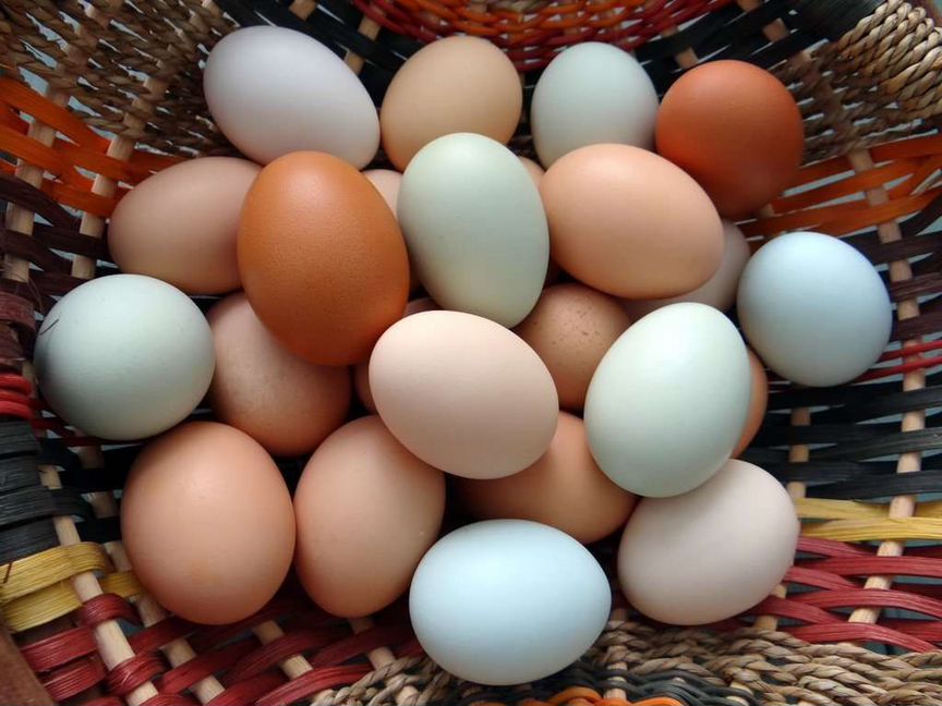 Домашнее куриное яйцо