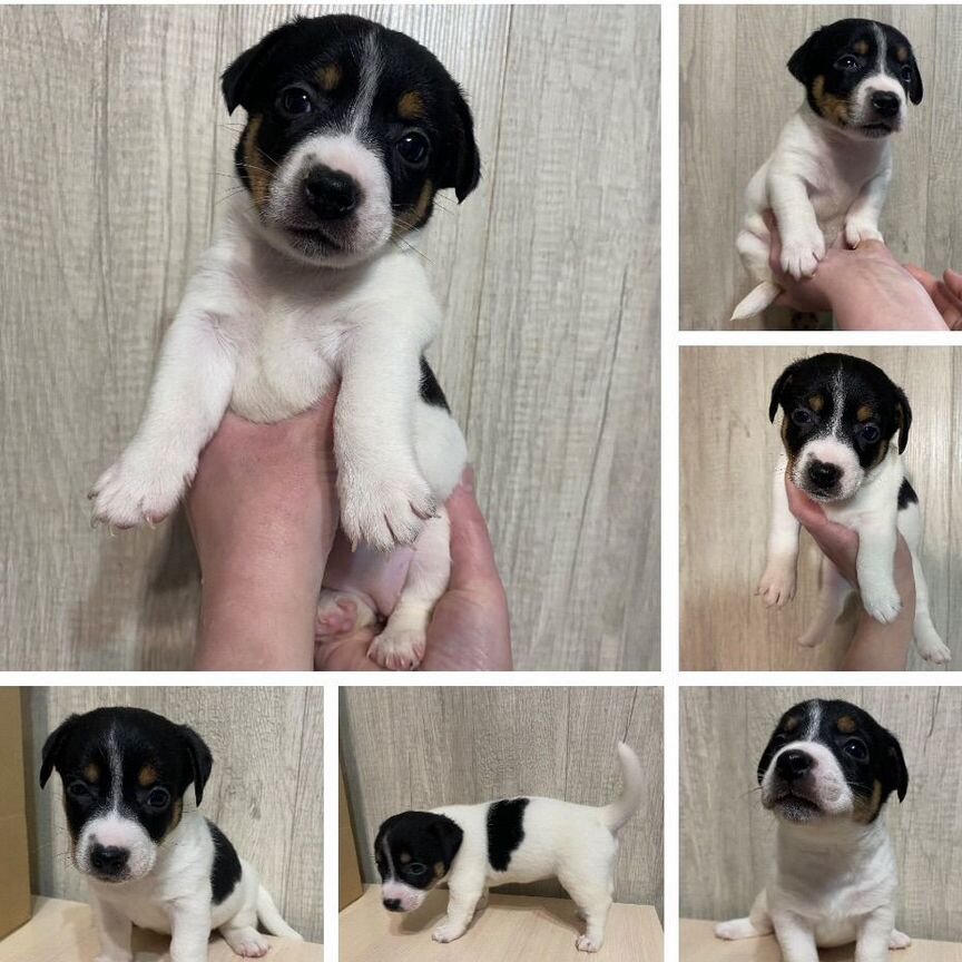 Джек-рассел-терьер, щенок