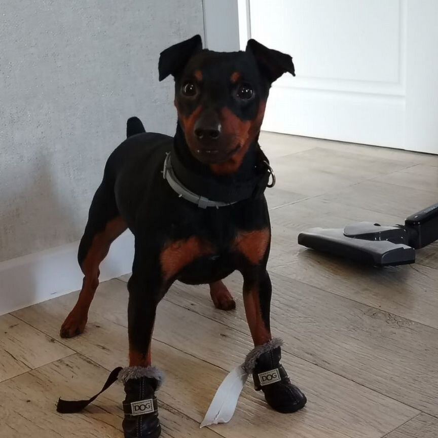 Цвергпинчер, взрослый пёс