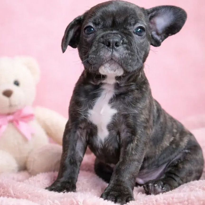 Французский бульдог, щенок