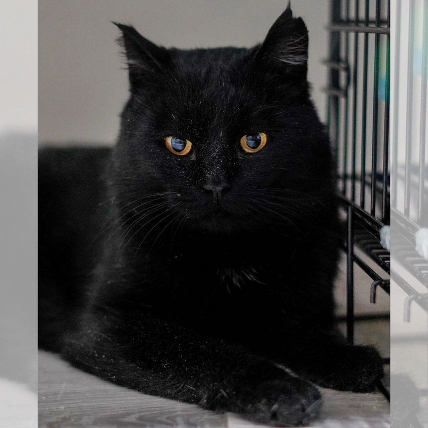 Кот Оникс