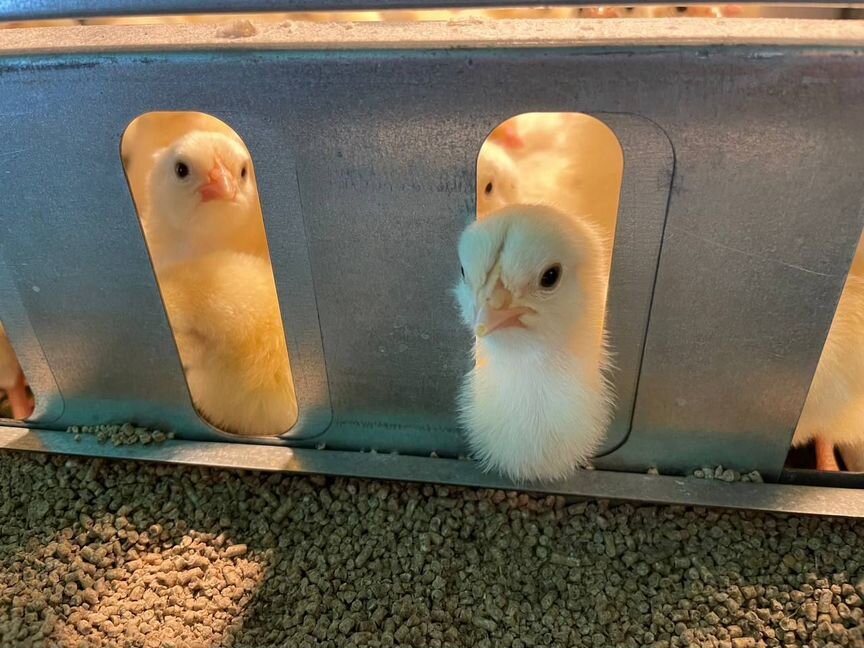 Бройлеры десятидневные