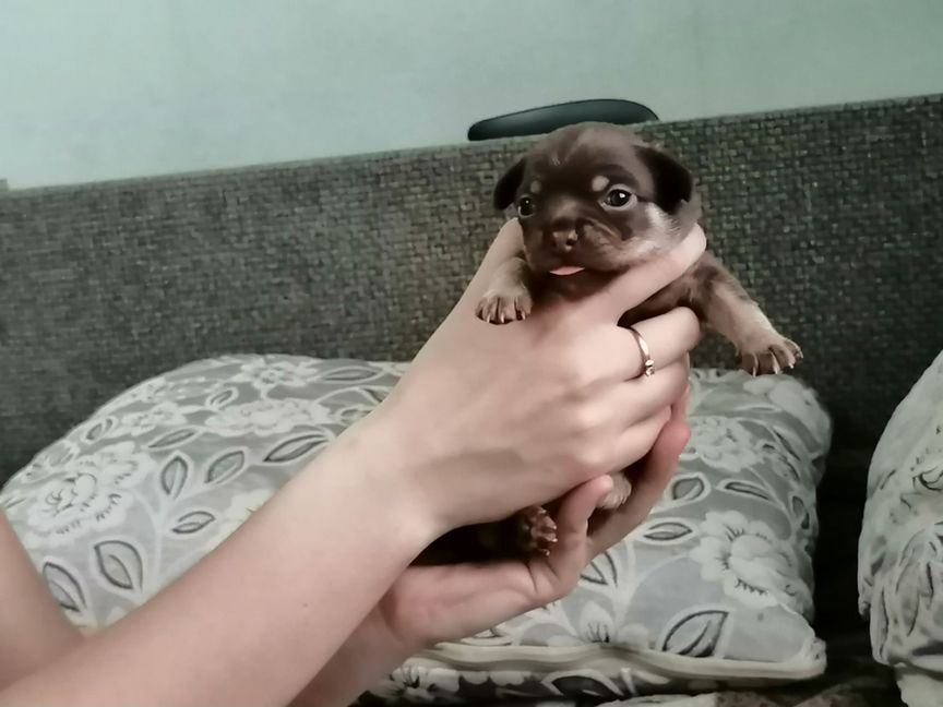 Щенки чихуахуа девочки