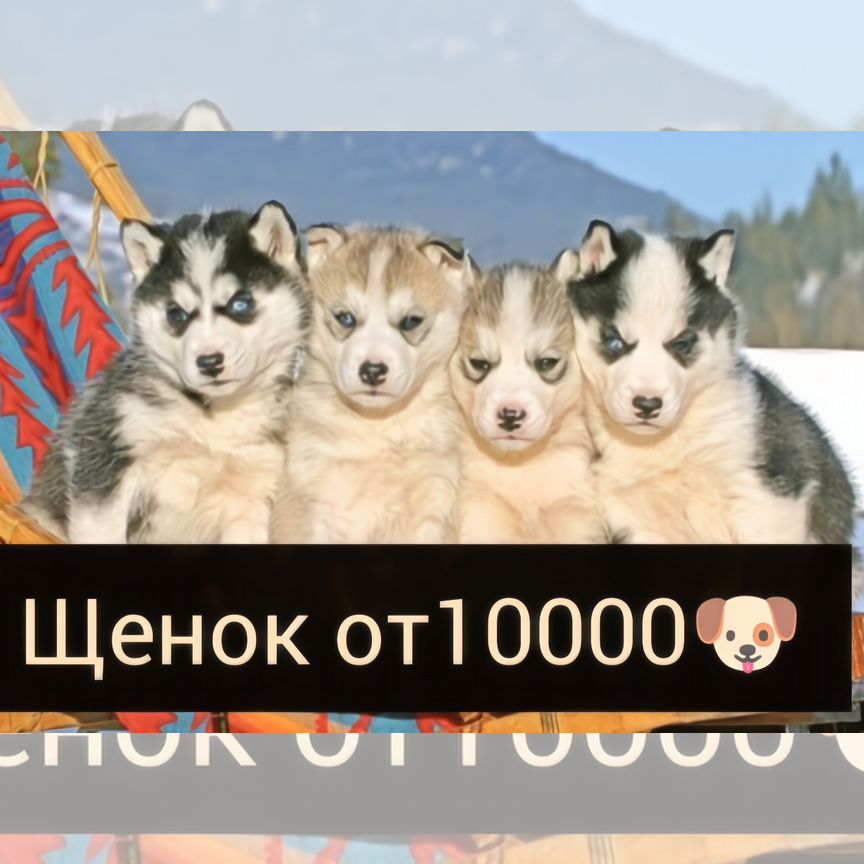 Сибирский хаски, щенок