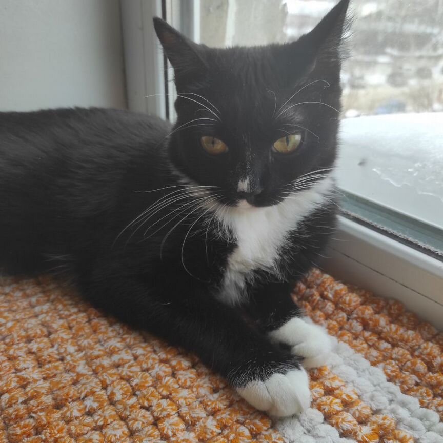 Европейский короткошёрстный котёнок