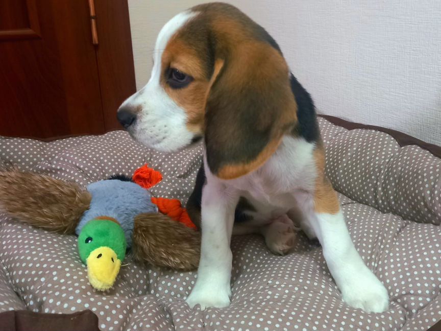 Щенок бигль мальчик