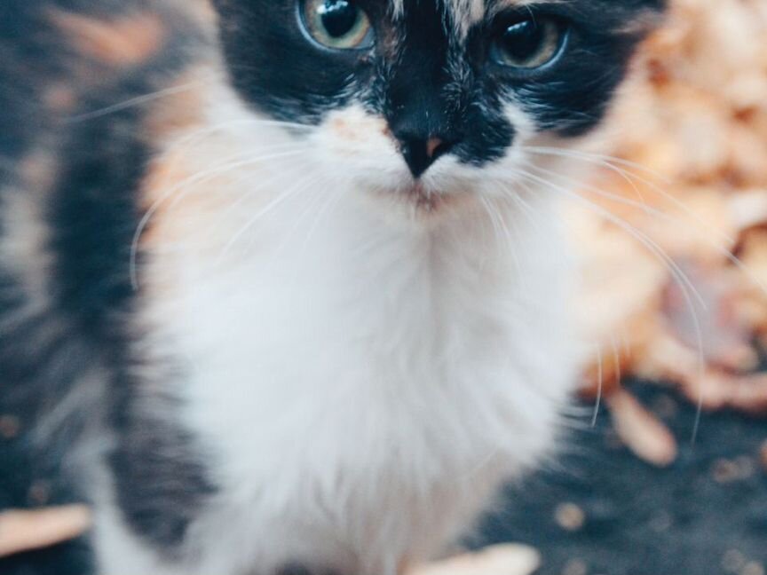 Кошечка в добрые руки