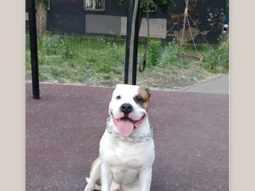 Отдам в добрые руки