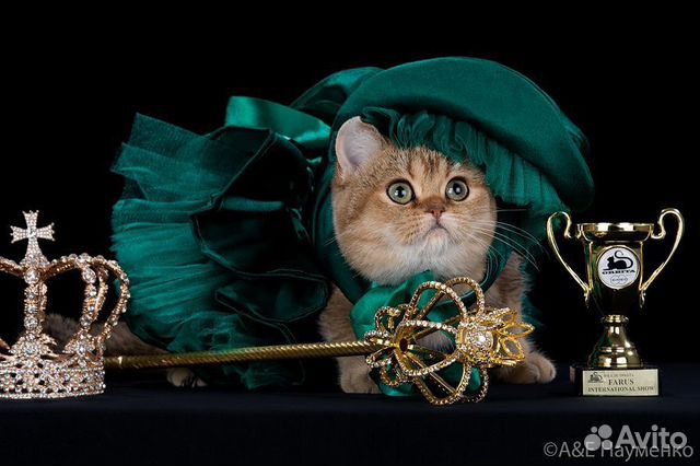 Британская кошка