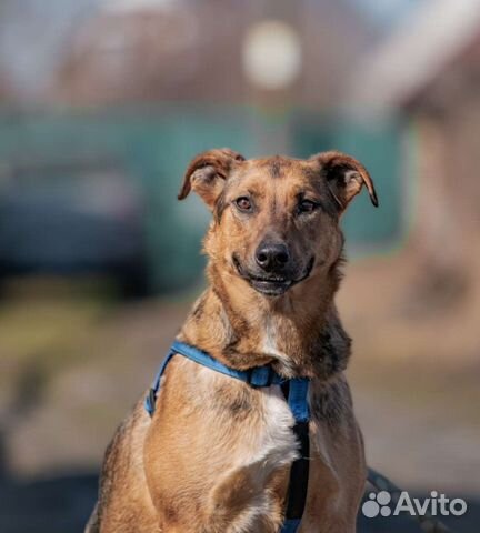 Стерилизованная молодая собака в дом, 2 года