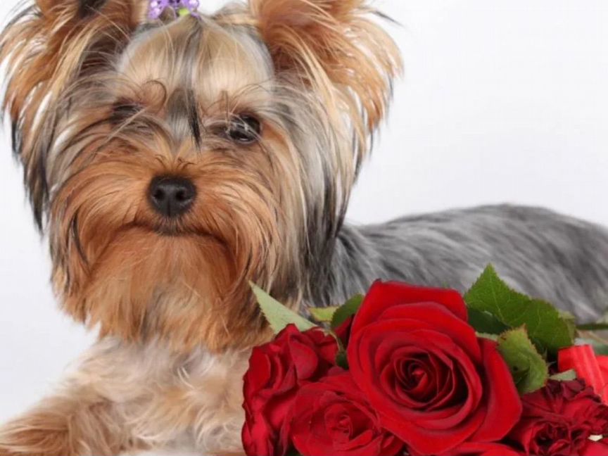 Ждем невесту. Йоркширский терьер