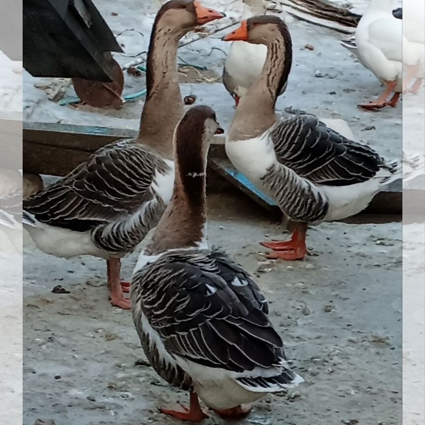 Гусак на племя