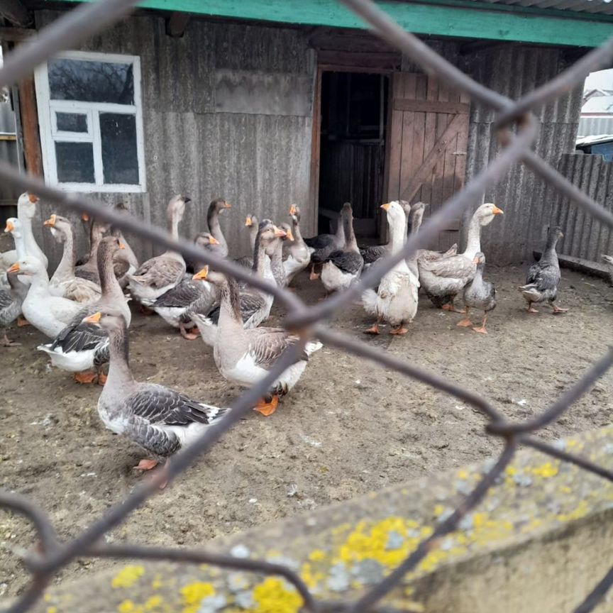 Густи холмогорские