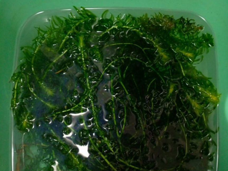 Аквариумное растение Элодея