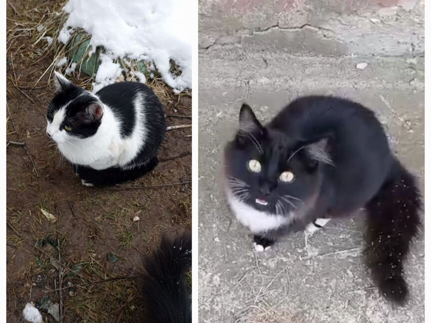 Кошки в добрые руки