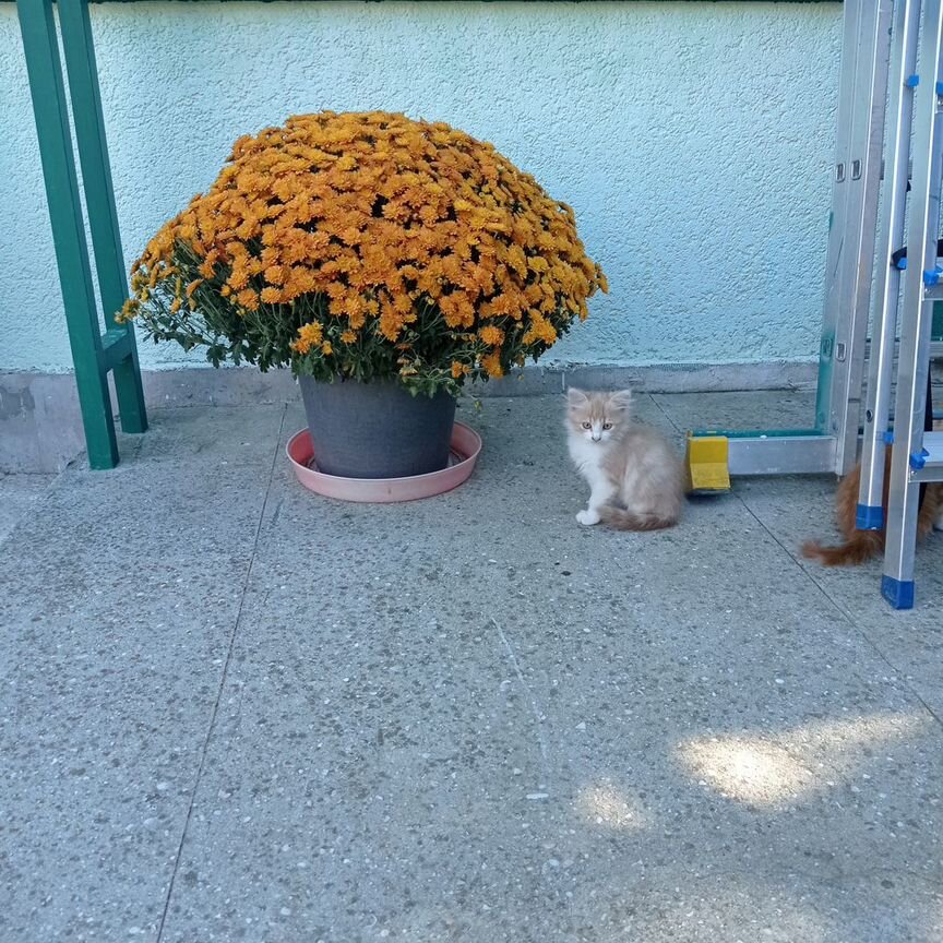 Отдам котят, мама крысоловка