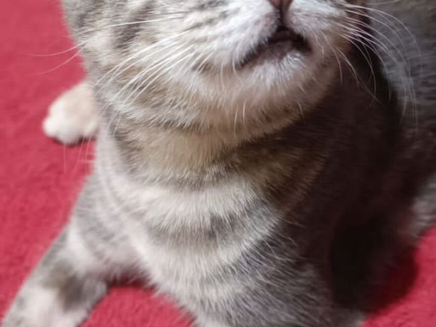 Котенок подросток в поиске дома