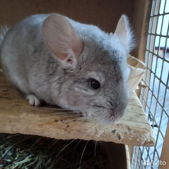 Серебристая шиншилла с клеткой и всем необходимым