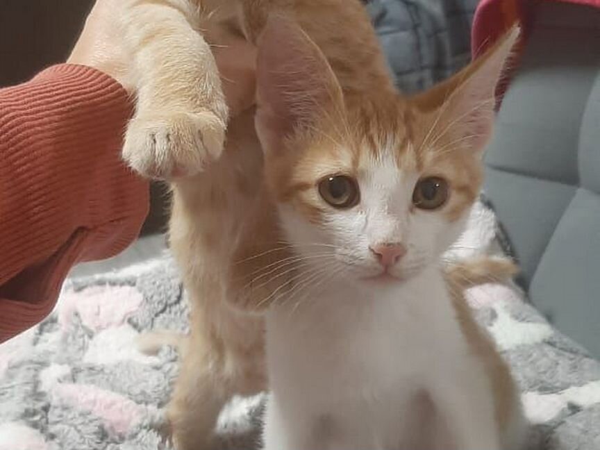 Котята