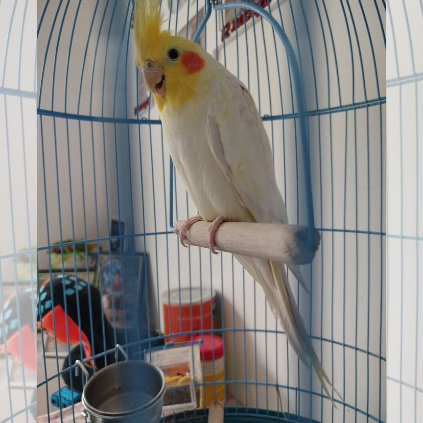 Попугай корелла с клеткой