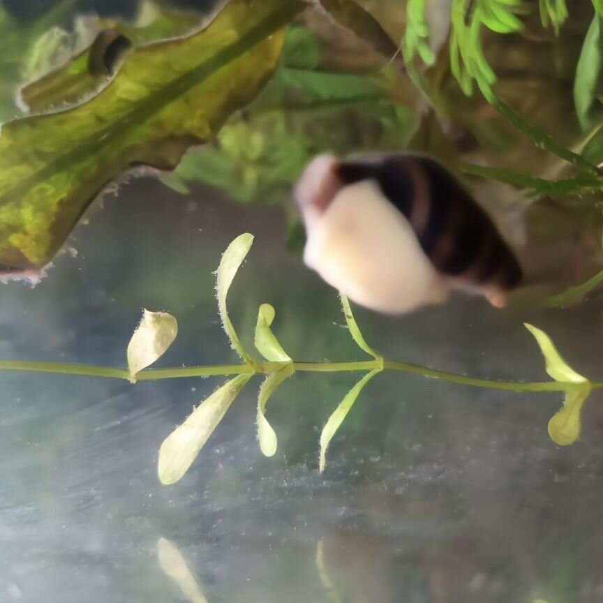 Улитка хелена москва